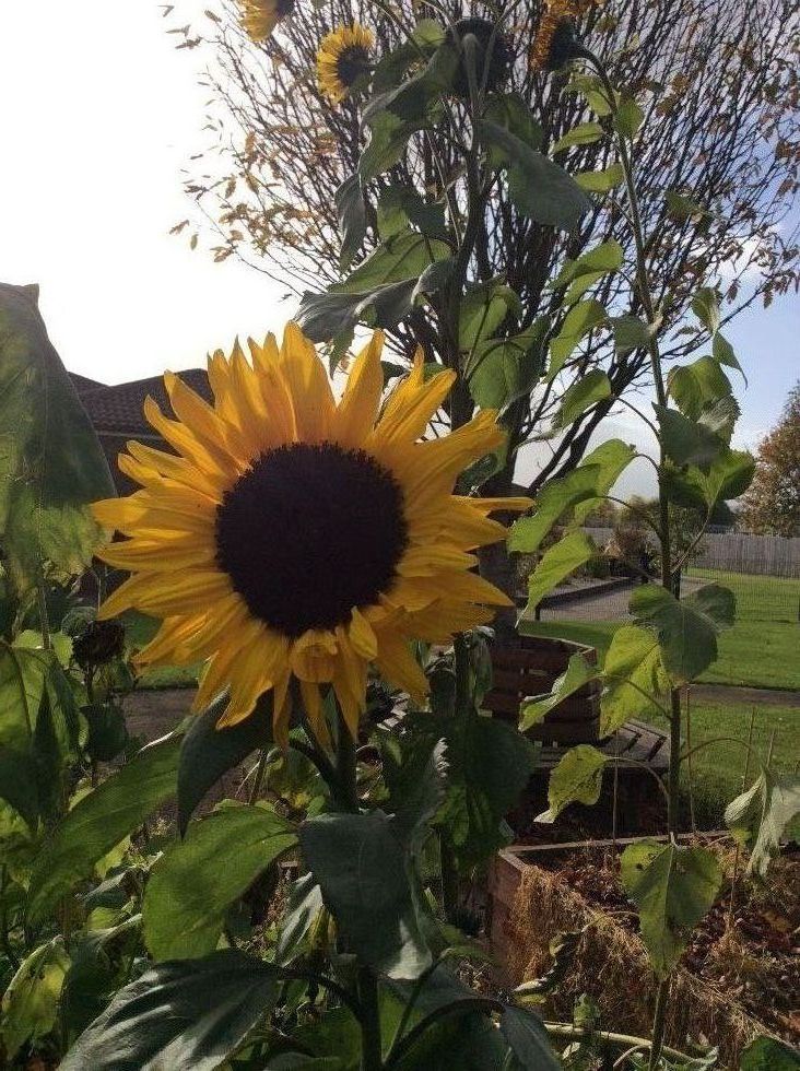 Sunflower competition